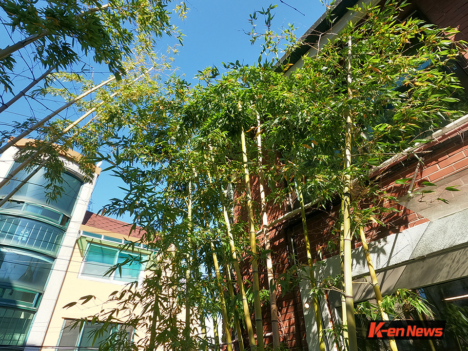 [BTS Spot] A Special Retreat in BTS's Former Residence: Cafe 'Huyga'